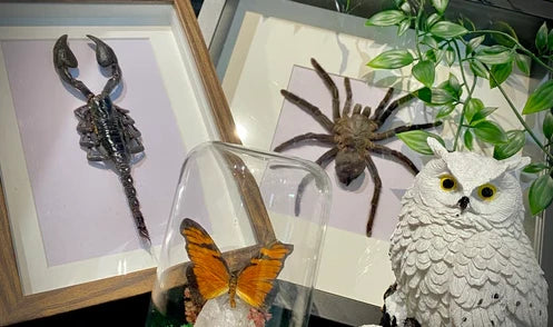 Oddities and Curios– Tagged "Rare and Unusual Creatures" – Luna Lovewitch